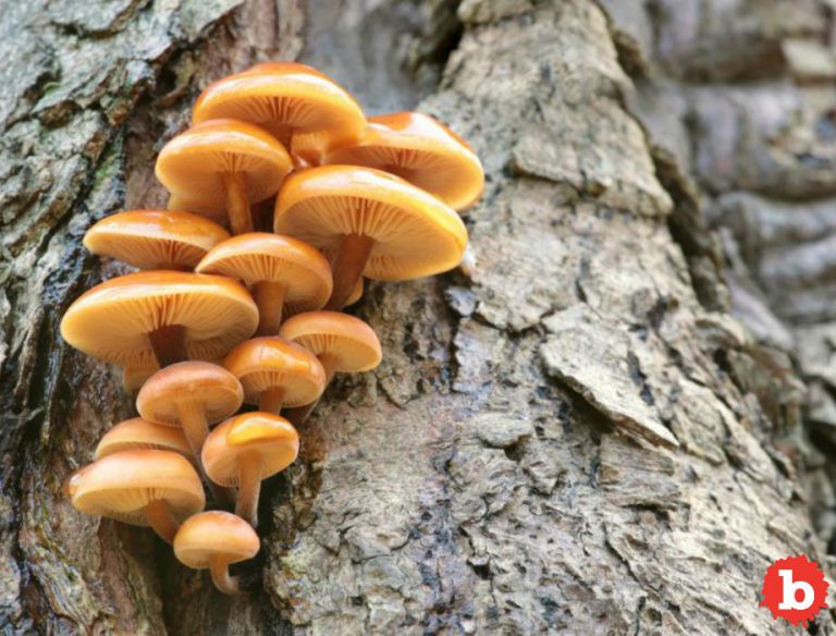 A Biologist Discovered a Humongous Fungus in Michigan
