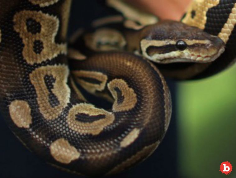 Hunt On For 3-Foot Escaped Python Kai in Wisconsin High School